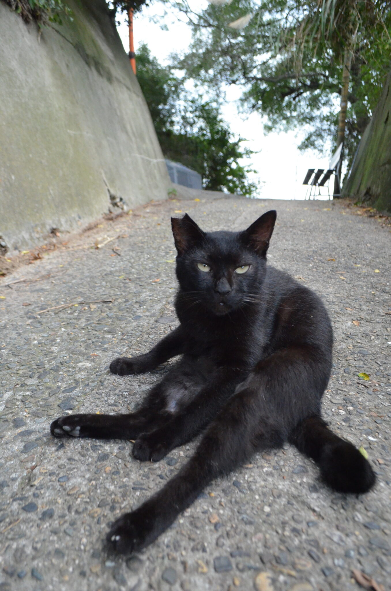 10月27日は「黒猫の日」ハロウィン直前に不吉イメージ払拭!! – emogram[エモグラム]