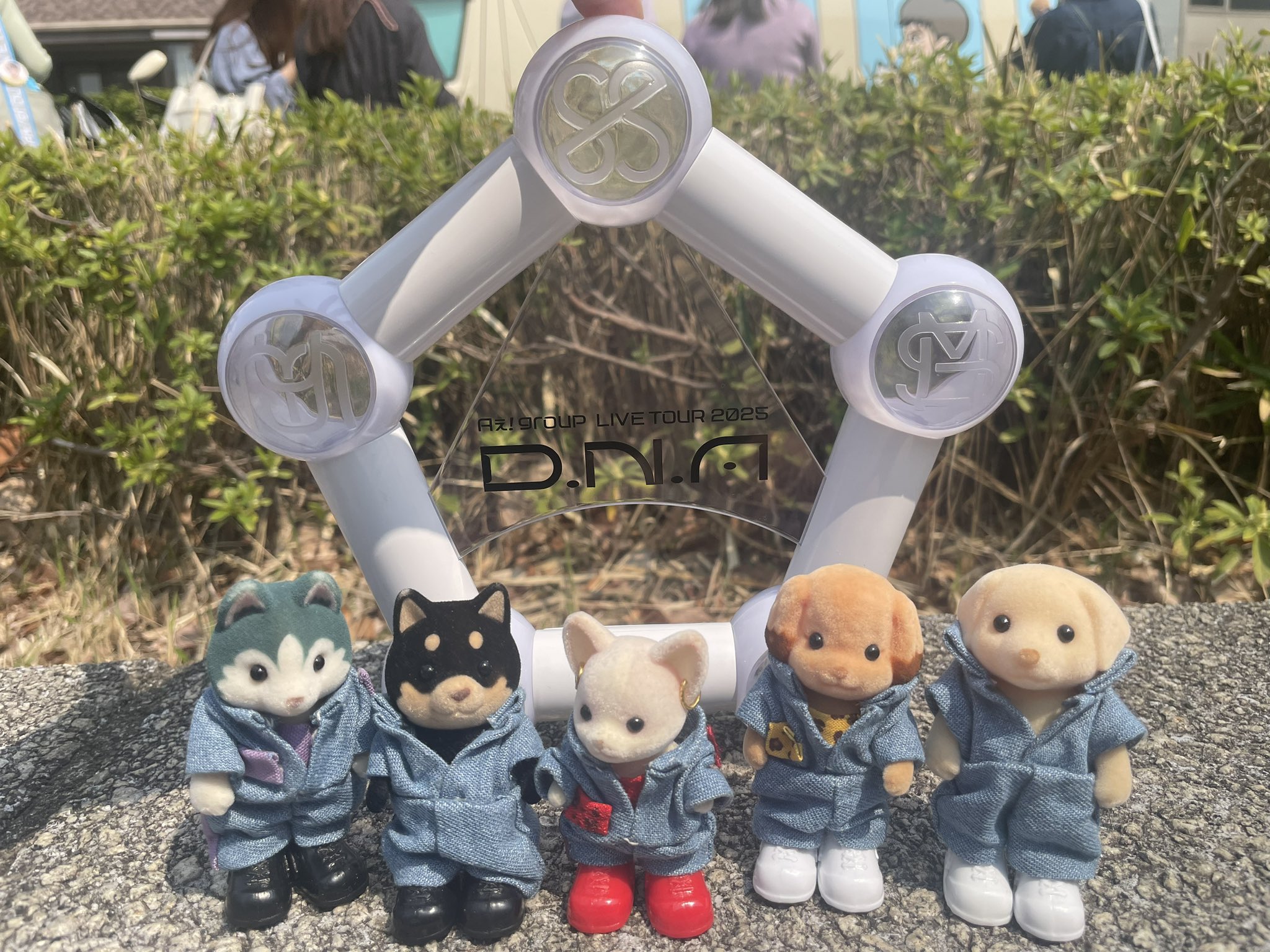 Aぇ!バニアも熱い!! Aぇ!group末澤誠也は「#狂犬チワワ」 – emogram[エモグラム]