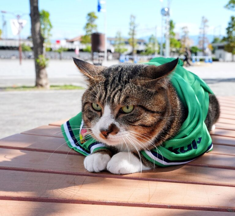 【SNS大喜び】もふもふ猫ちゃん初のアニメ化に「めっちゃ嬉しい」「待ってた」 – emogram[エモグラム]