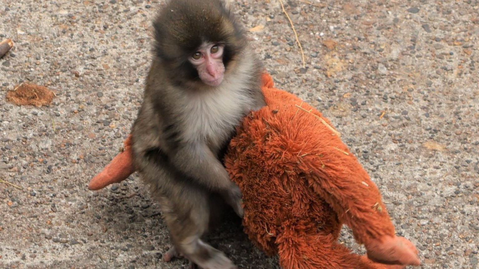 【市川市動植物園】人工哺育の子ザル「パンチくん」にSNSで応援続々、飼育担当が明かす出生の秘密 – emogram[エモグラム]