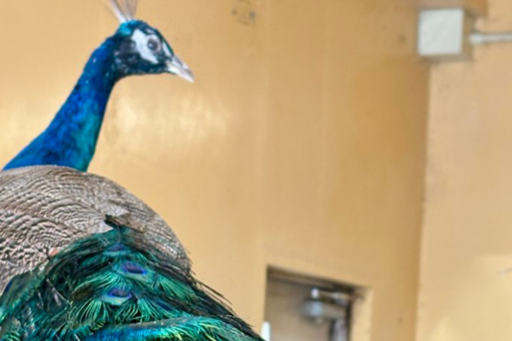 元BE：FIRST三山凌輝、ソロでアーティスト活動再開にファン「お知らせ待ってたよー！！」 – emogram[エモグラム]